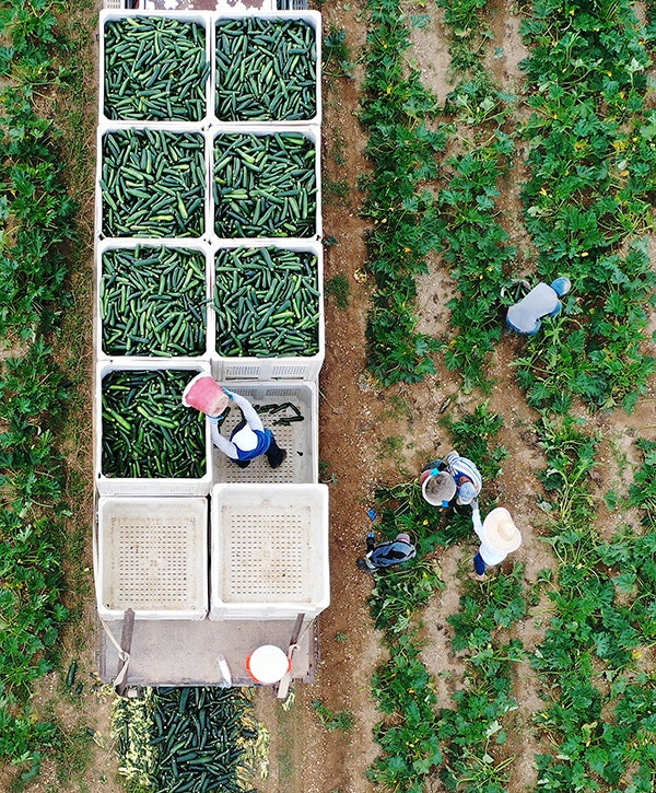 Immigrant Farmworkers and America's Food Production - 5 Things to Know ...